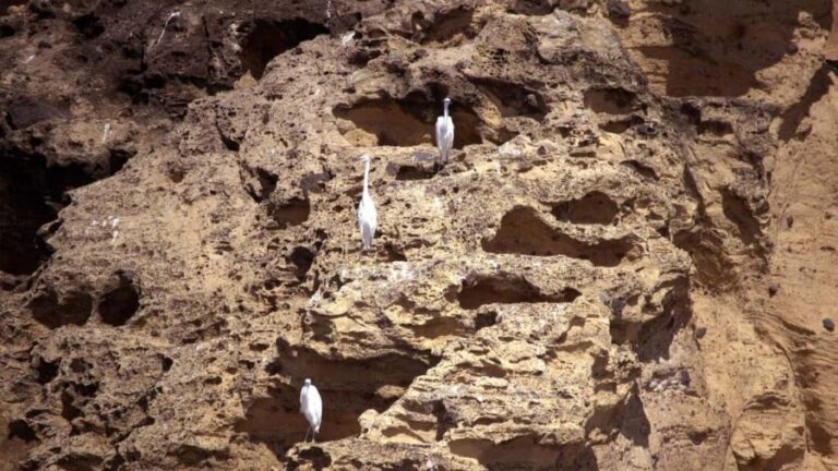 Ilhéu de Vila Franca: Inside Guided Natural Reserve Geo Tour - Deep Dive into the Experience