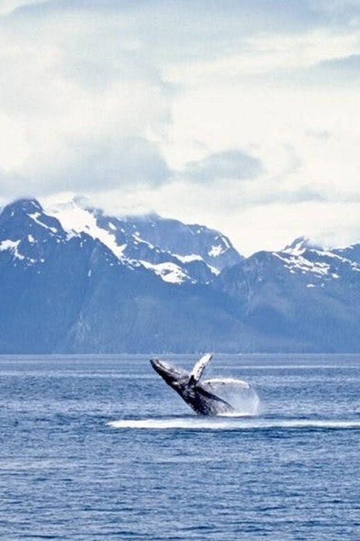 Juneau: Whale Watching and Mendenhall Glacier Day Trip - The Whale Watching Adventure