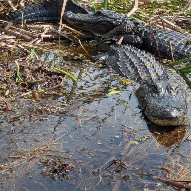 Kissimmee: Everglades Alligator and Wildlife Airboat Tour - The Itinerary in Detail
