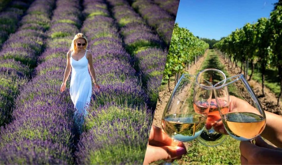 Kraków: Private Lavender Fields & Vineyard Tasting Tour - What We Liked and What to Consider
