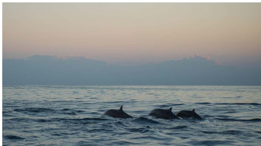 Los Cristianos : Sunset Kayak Safari with Cave & Wildlife