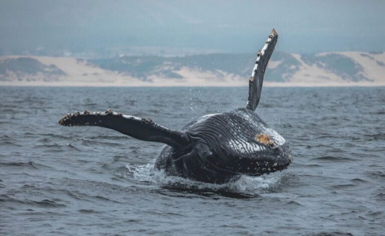 Monterey: Sunset Whale Watching Cruise with A Guide - Authentic Feedback from Real Travelers