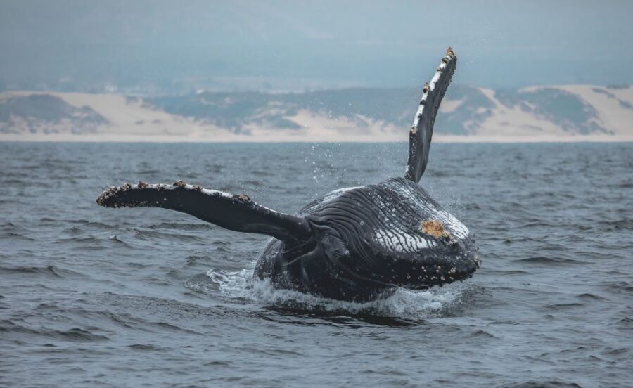 Monterey: Sunset Whale Watching Cruise with A Guide - Authentic Feedback from Real Travelers