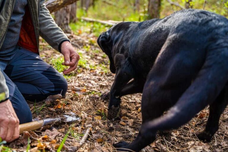 Motovun: Truffle Hunt & 3-Course Brunch with Locals - The Breakdown of the Itinerary