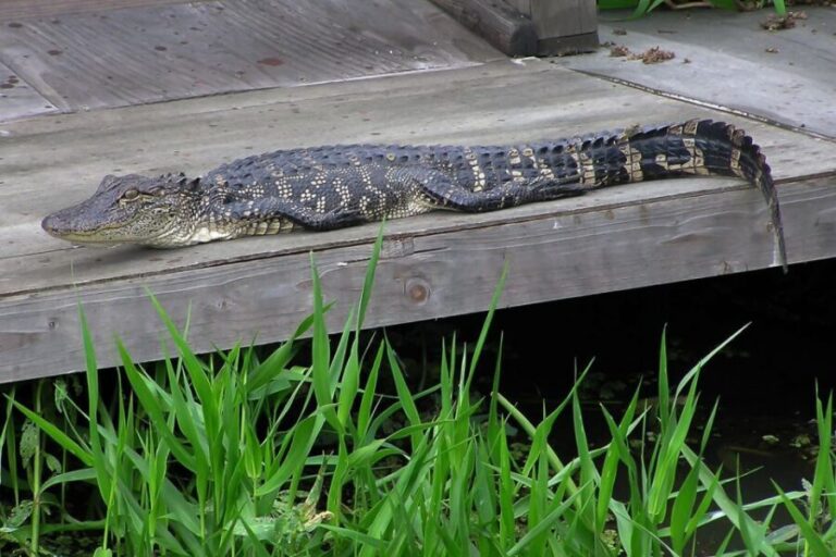 New Orleans: Destrehan Plantation & Airboat Combo Tour - The Itinerary: What to Expect