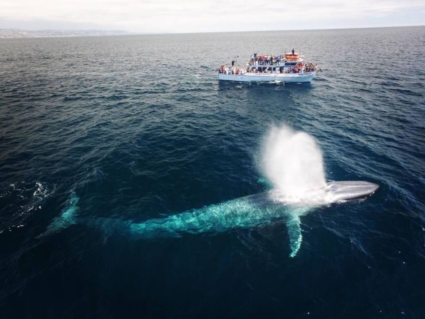 Newport Beach: Whale and Dolphin-Watching Cruise - What Do Reviews Say?