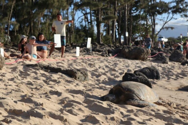 Oahu: Active Circle Island Tour - Transport, Group Size, and Flexibility