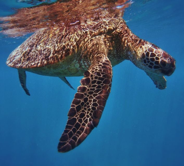 Oahu: Turtle Canyon Snorkeling Boat Tour - What’s Included and What Isn’t