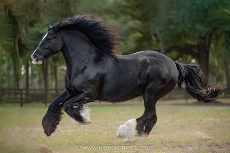 Ocala: Gypsy Gold Horse Farm Horses & History Tour - Final Thoughts: Who will love this tour?