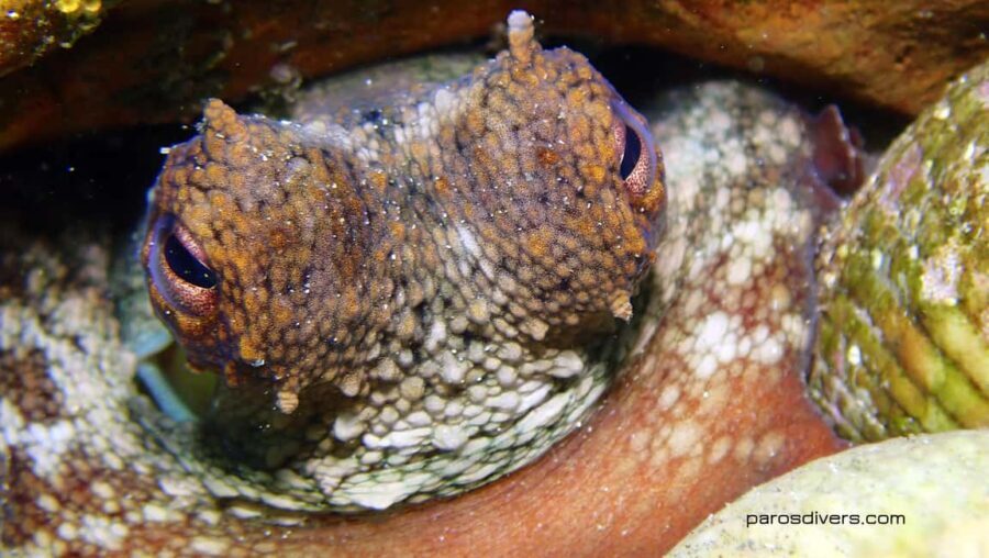 Paros: Scuba Diving Experience