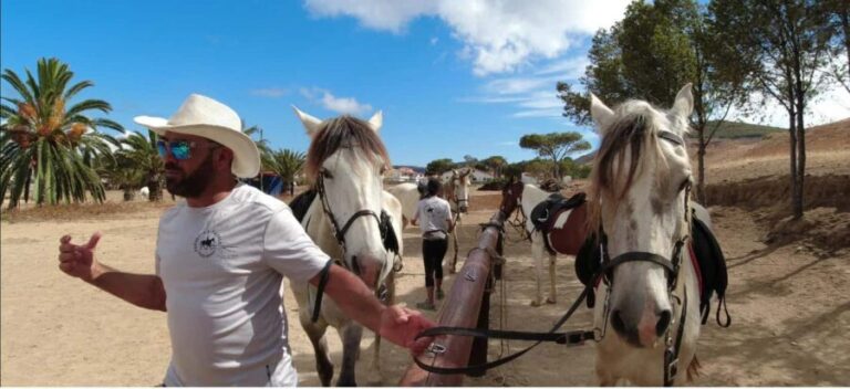 Porto Santo Island: Horse Riding - The Horses: Calm, Trained, and Friendly
