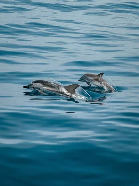 Private boat trips in Porec: dolphin watching, panoramic tour - Who Will Love This Tour?