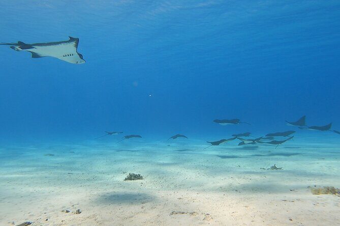 Private Full Day Lagoon Safari and Lunch on a Motu in Bora Bora - The Value of This Tour