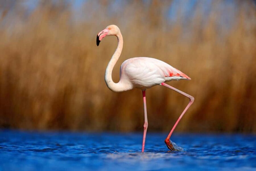 Private Tavira Jeep Tour - Salt Pans, Nature & Santa Luzia