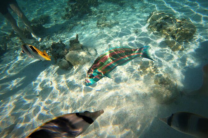 Raiatea-Tahaa Snorkeling in our beautiful Coral Garden - Evaluating the Tour’s Value