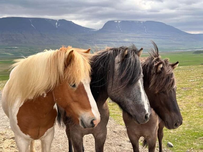 Reykjavik: PRIVATE Golden Circle tour with 5 TOP stops - Who Should Take This Tour?