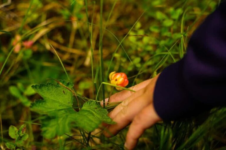 Rovaniemi: Berry and Mushroom Picking with Wilderness Guide - Practical Details and Value