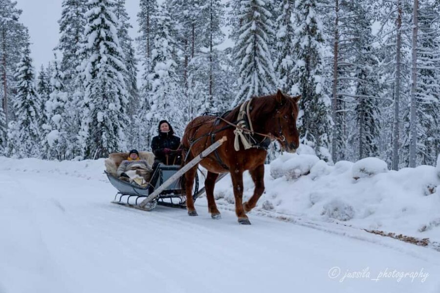 Rovaniemi: Horse-Drawn Sleigh Ride with Snacks and Transfer