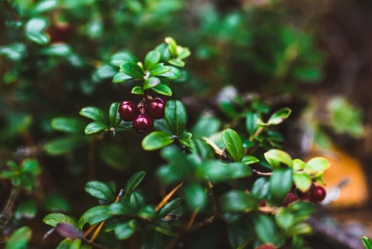 Rovaniemi: Insider Berry and Mushroom Picking & Pancakes - The Practical Side: Logistics and Value
