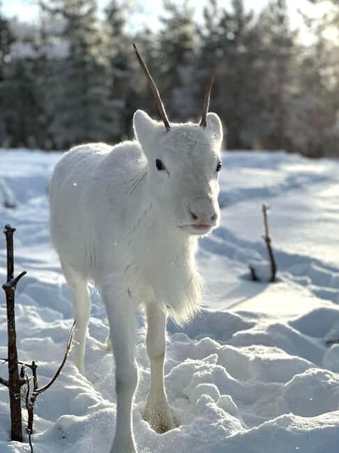 Rovaniemi: Northern Lights Safari on Electric Snowmobile - Final Thoughts