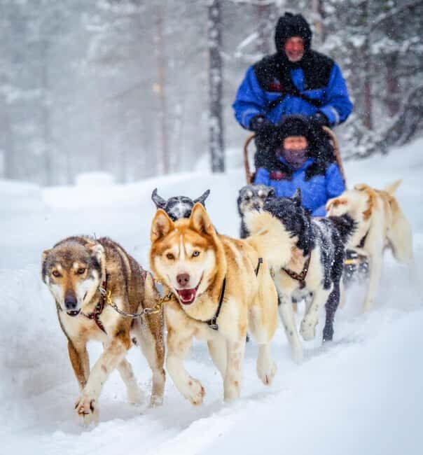 Rovaniemi: One Hour Husky Adventure