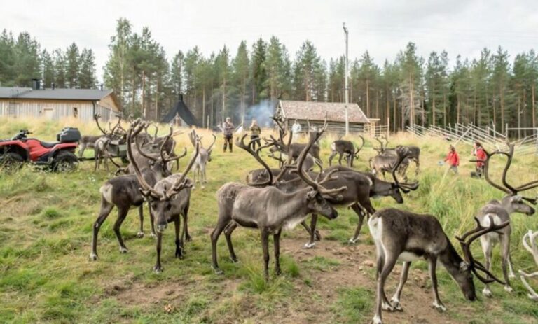 Rovaniemi: Summer Reindeer Farm Experience - The Itinerary in Detail