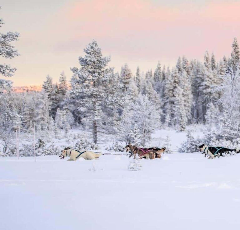 Ruka: Husky Ride and Farm Visit + Fireside Treats - The Sum Up