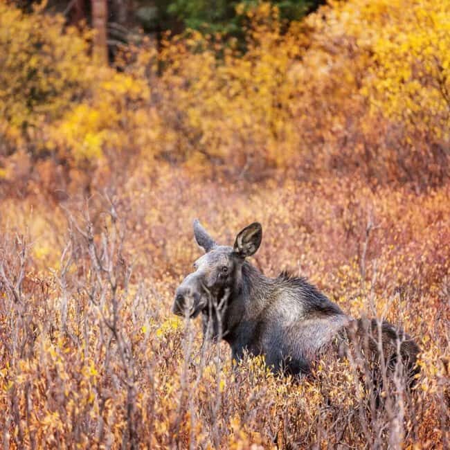 Sälen: Evening Moose Safari in the Forests