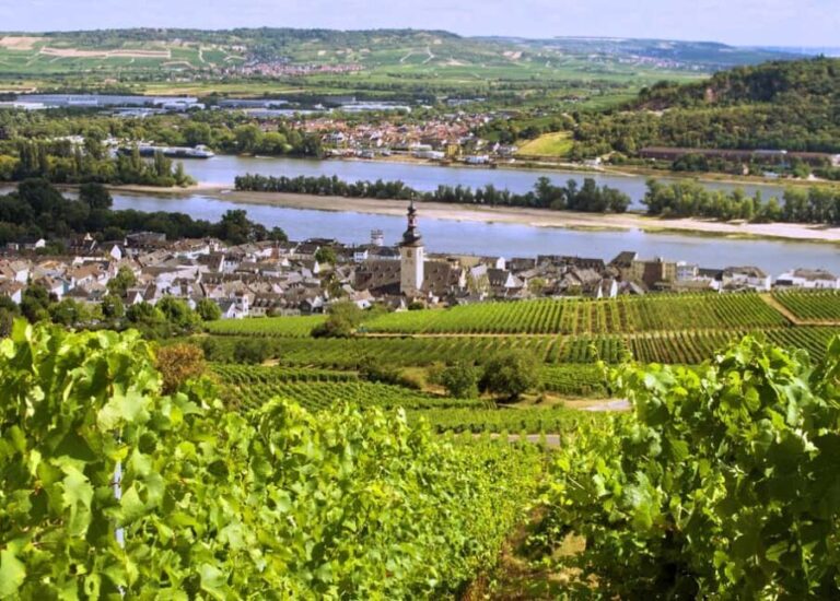 Sip Wine Along the Rhine - Grape Day out from Frankfurt - Vineyard Views and Photo Opportunities