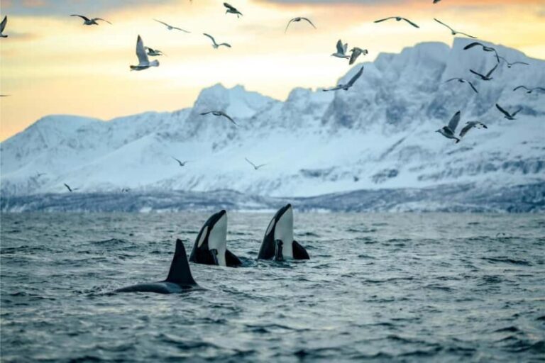 Skjervøy: Whale-Watching RIB Tour (No transfer from Tromso) - What Youll See and Experience