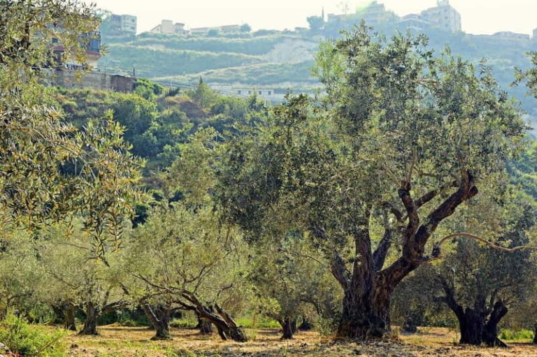 Small group- Exclusive Olive Oil & Wine Tour Mallorca - Final Thoughts: Who Will Appreciate This?