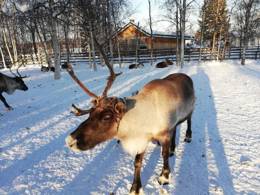 Stockholm: Christmas Traditions & Treats Small Group Tour