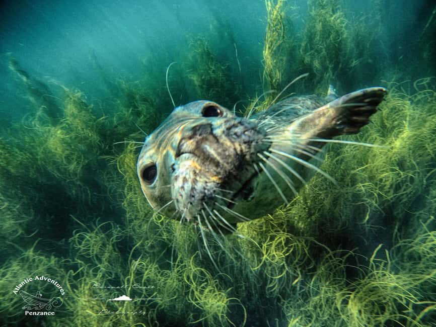 Swim and Snorkel with Seals. Boat Trip Penzance Cornwall