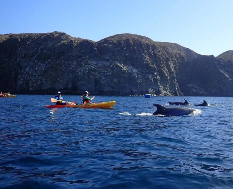 Tenerife: Kayak Sea Safari with Snorkel and Snacks - Who’s This Tour Best For?