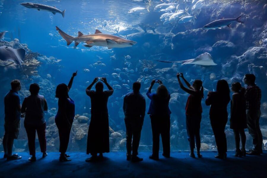 The Florida Aquarium Ticket - The Itinerary and Key Attractions