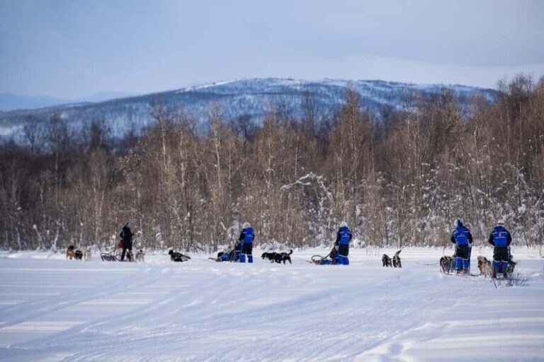Tromsø: Dog Sledding Adventure at Camp Aspemo - The Itinerary in Detail