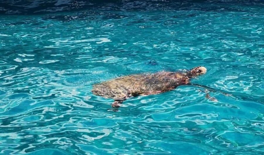 TURTLE BOAT TOUR