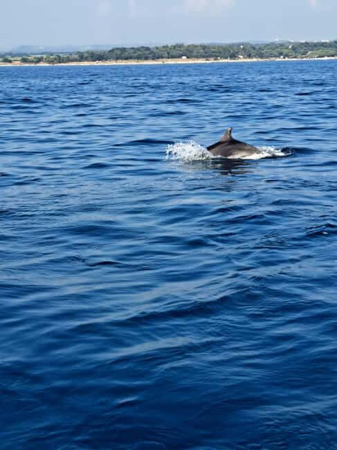 Umag: Snorkeling & dolphin watching morning boat tour - The Value of This Experience