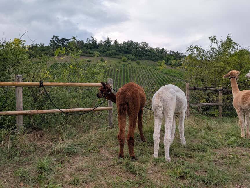 Vaihingen an der Enz: Guided alpaca hiking tour in idyllic countryside - The Sum Up