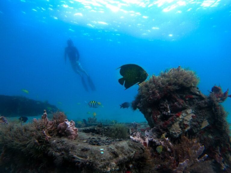 West Palm Beach: Blue Heron Bridge Guided Snorkeling Tour - Authentic Experiences Confirmed by Travelers