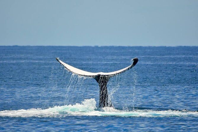 Whale Watching Busselton - Listen and Learn