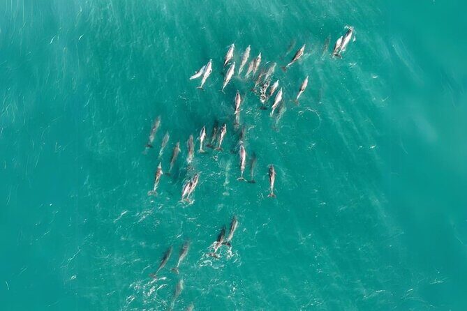 Whales, Wildlife & Beach  Eco Day Trip to Stradbroke - Authentic Encounters and Guest Perspectives
