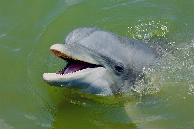 2 Hour Kayak Hilton Head Dolphin and Nature Tour - The Experience of Paddling in Hilton Heads Estuary