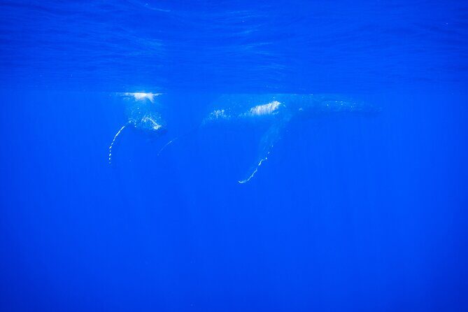 5h Respectful whale excursion complete - Detailed Breakdown of the Itinerary and What to Expect