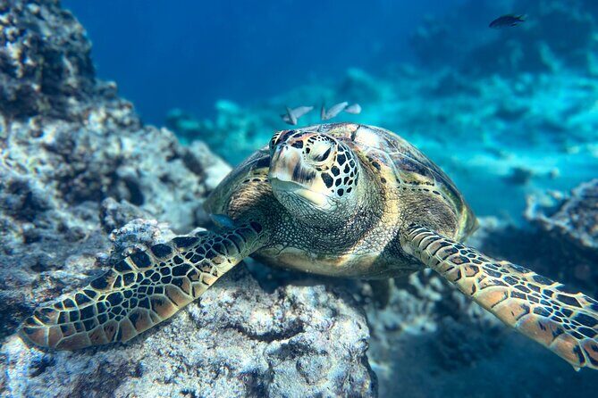 A Turtle Tour on Rarotonga - small groups, premium experience - Authentic Encounters and Practical Details