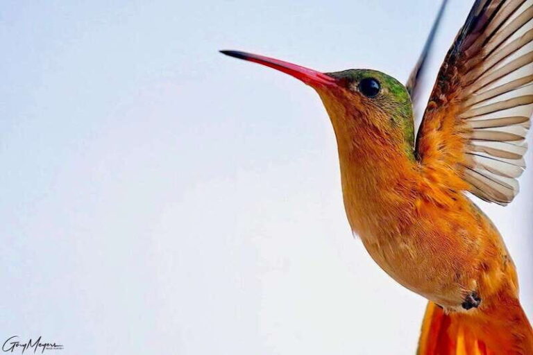 Acapulco: Early Birding Feathered Wonders with Breakfast - Why This Tour Offers Real Value
