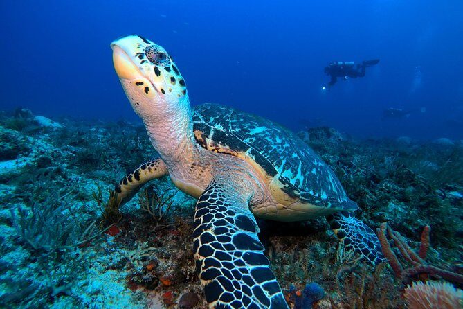Advanced Open Water Diver course PADI in Playa del Carmen - The Value of the Package