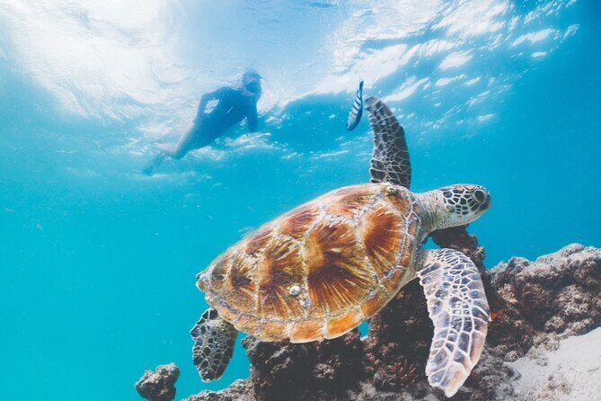 Adventure Moreton Island Scuba Dive Tour - The Logistics: What You Need to Know