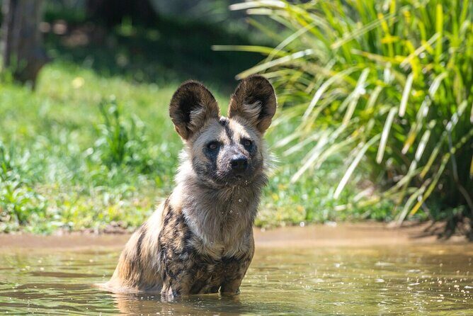 African Wild Dog Experience at Werribee Open Range Zoo - Price and Value