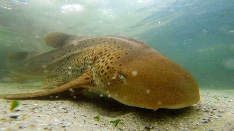 Anna Bay: Irukandji Entry with Zebra Shark Snorkel - The Experience in Detail